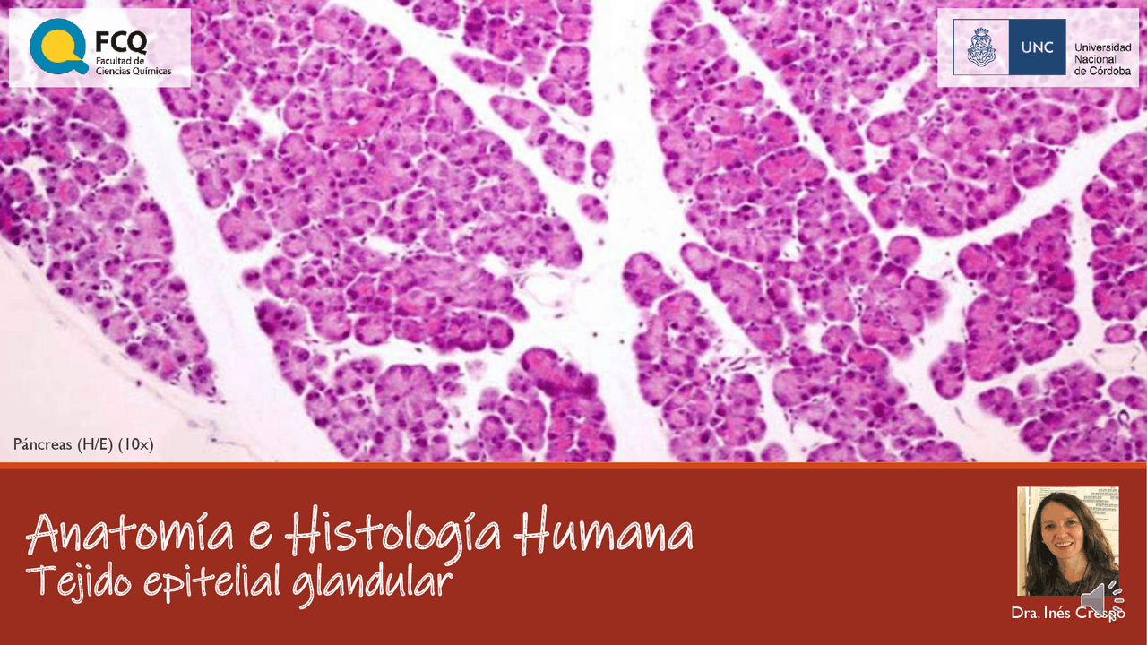 Epitelio Glandular Resumen Apuntes De Anatomía Docsity