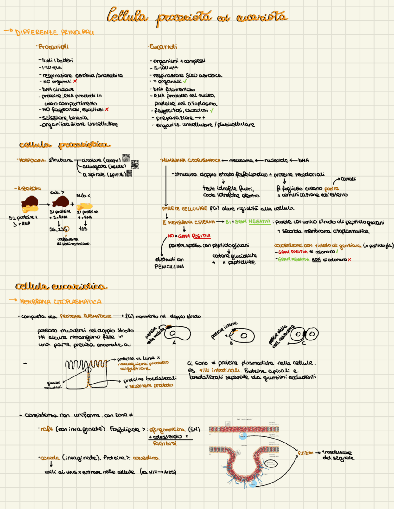 Celluca eucariotica e procariotica; organuli cellulari | Schemi e mappe ...