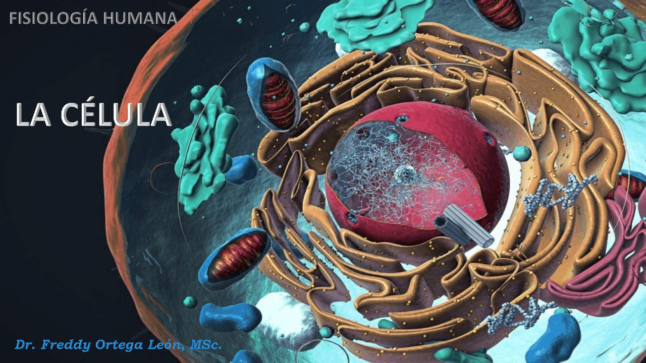 Fisiología De Las Células Resúmenes De Fisiología Humana Docsity