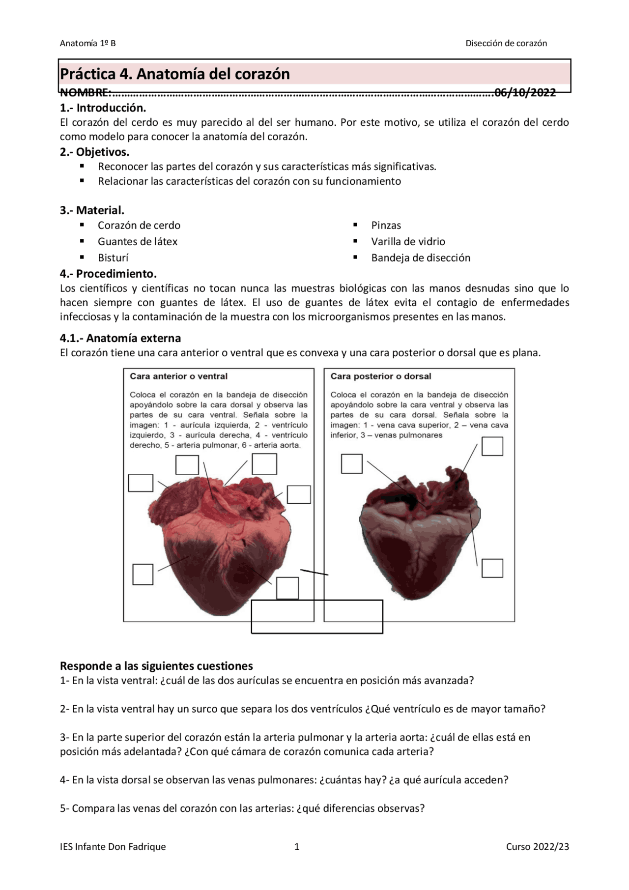 Trata sobre el corazón y sus partes tanto sus estructuras | Apuntes de ...