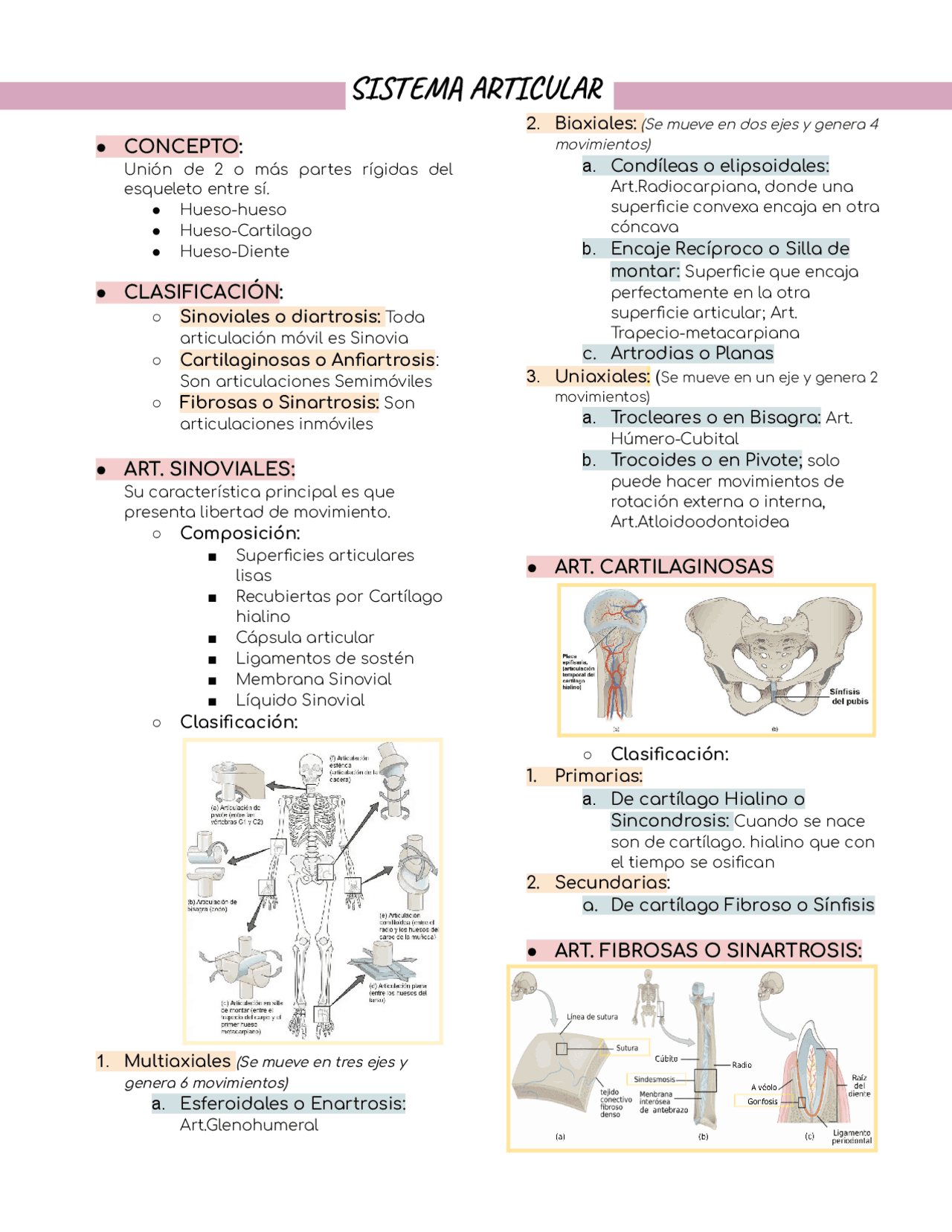 Resumen Sistema Articular Apuntes De Anatomía Docsity
