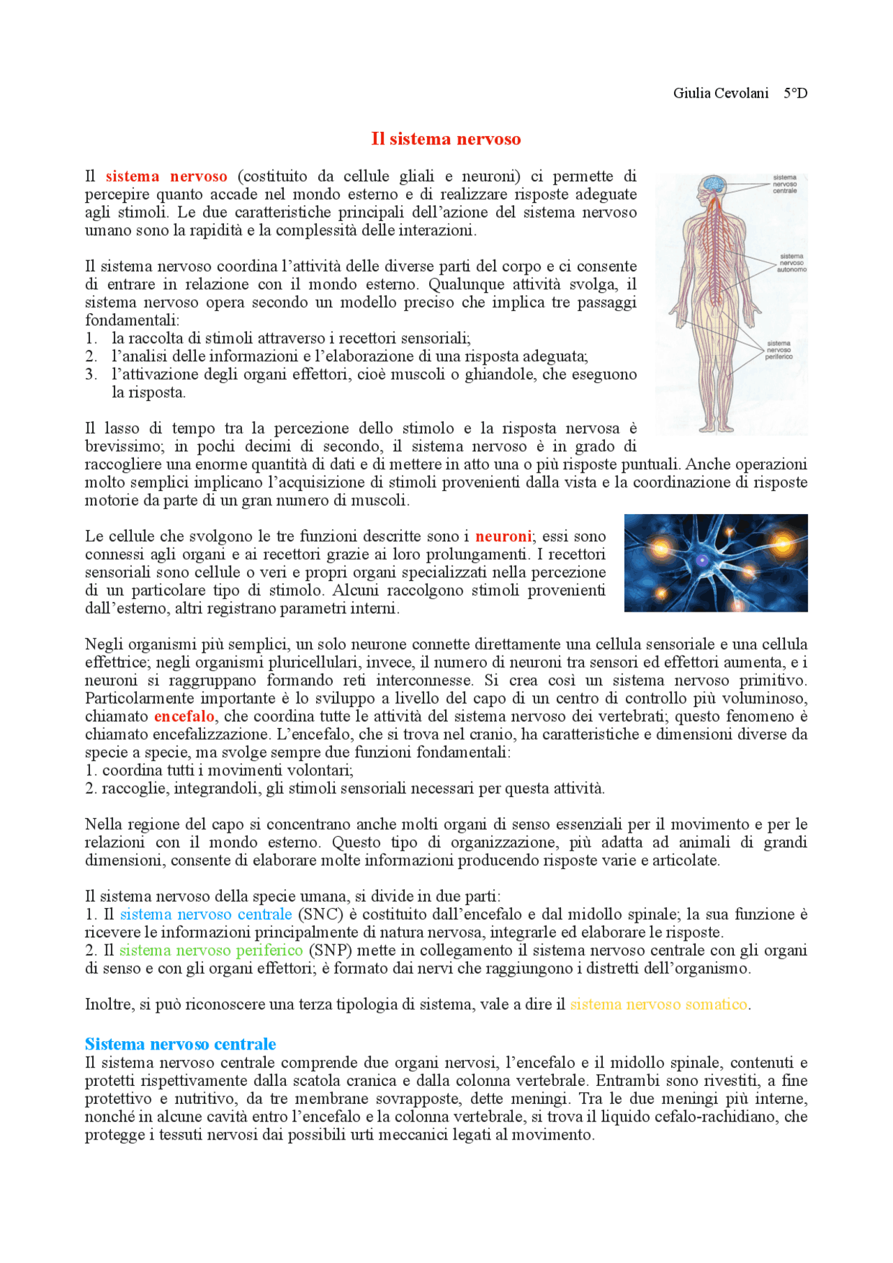 Il Sistema Nervoso Umano Guide Progetti E Ricerche Di Scienze Umane