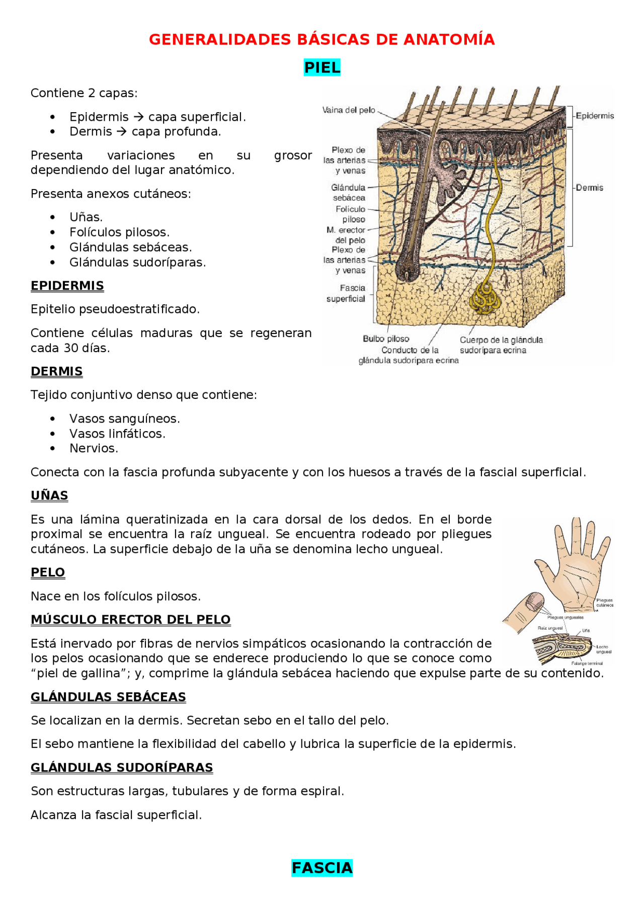 Generalidades Básicas De Anatomía Resúmenes De Anatomía Docsity