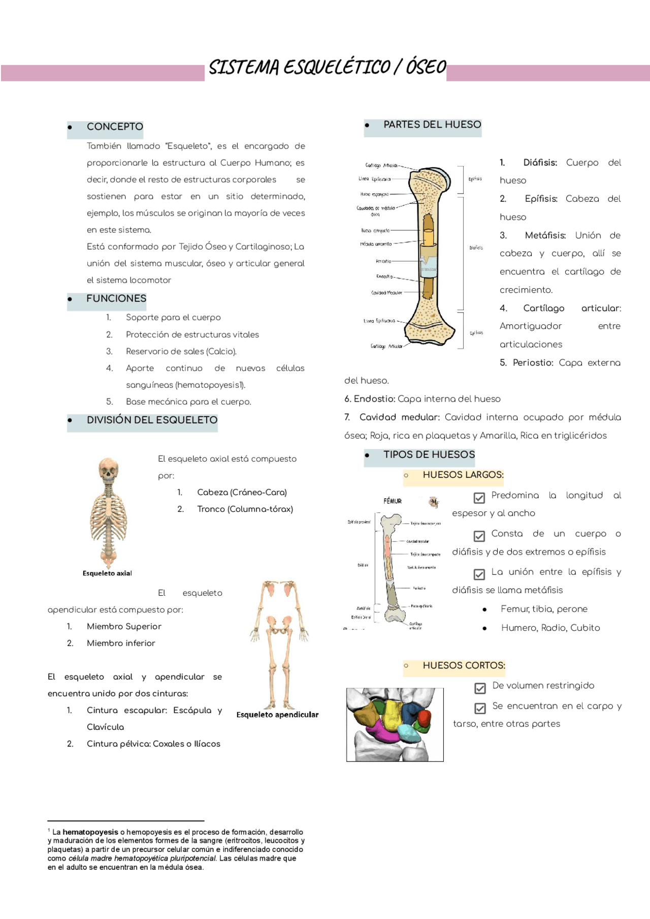 Resumen Sistema Esqueletico U Oseo Apuntes De Anatomía Docsity