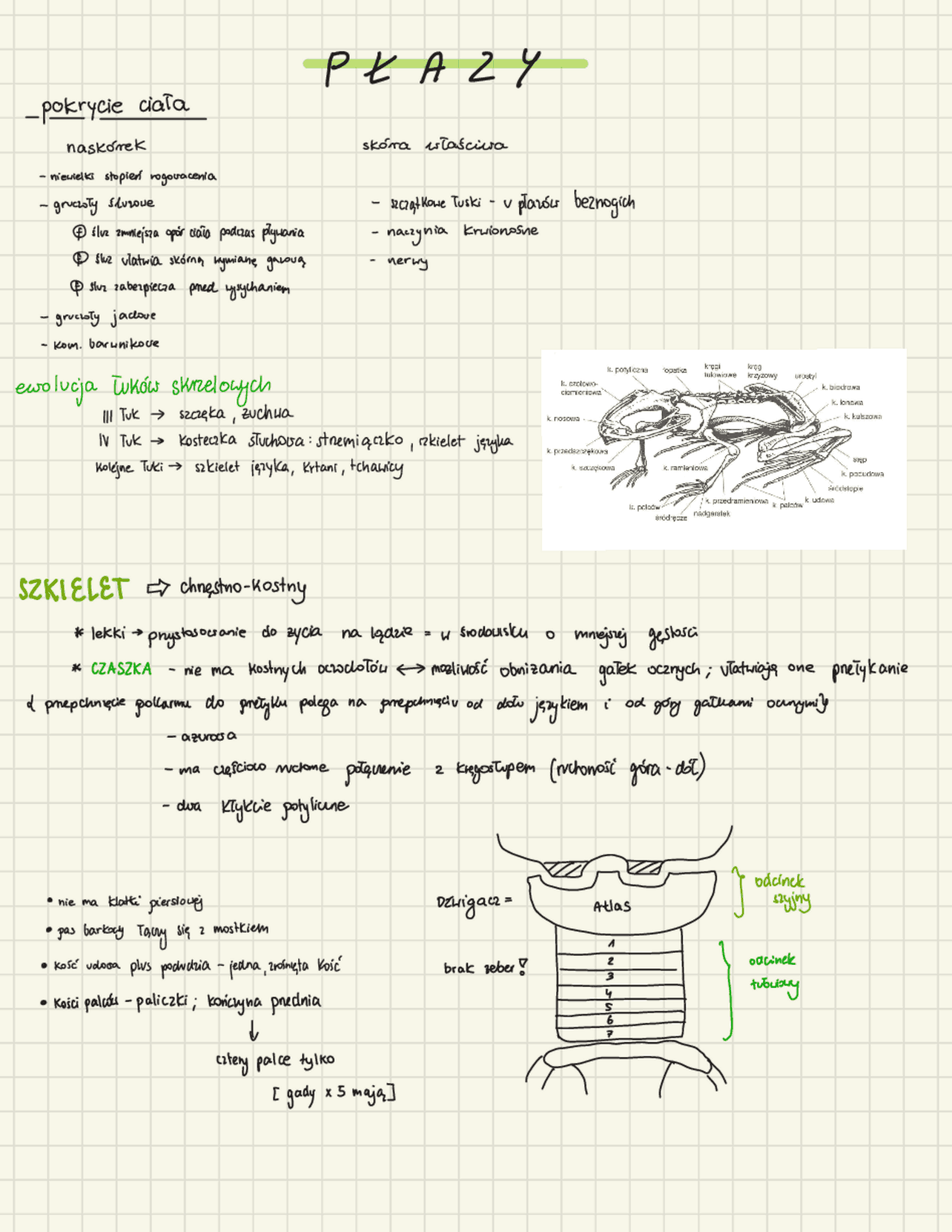 Płazy - układy, rozmnażanie, pokrycie ciała | Notatki Biologia | Docsity