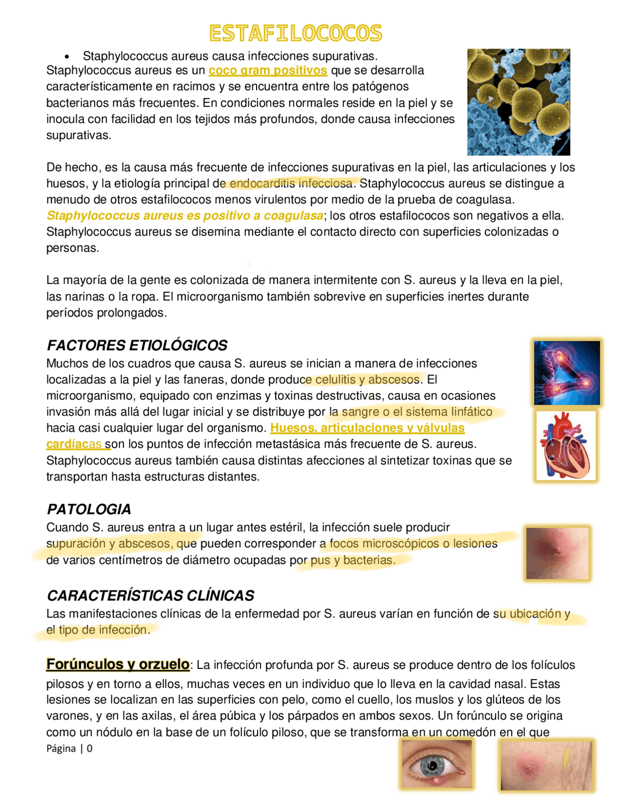 Microbiología Bacterias Apuntes De Microbiología Docsity