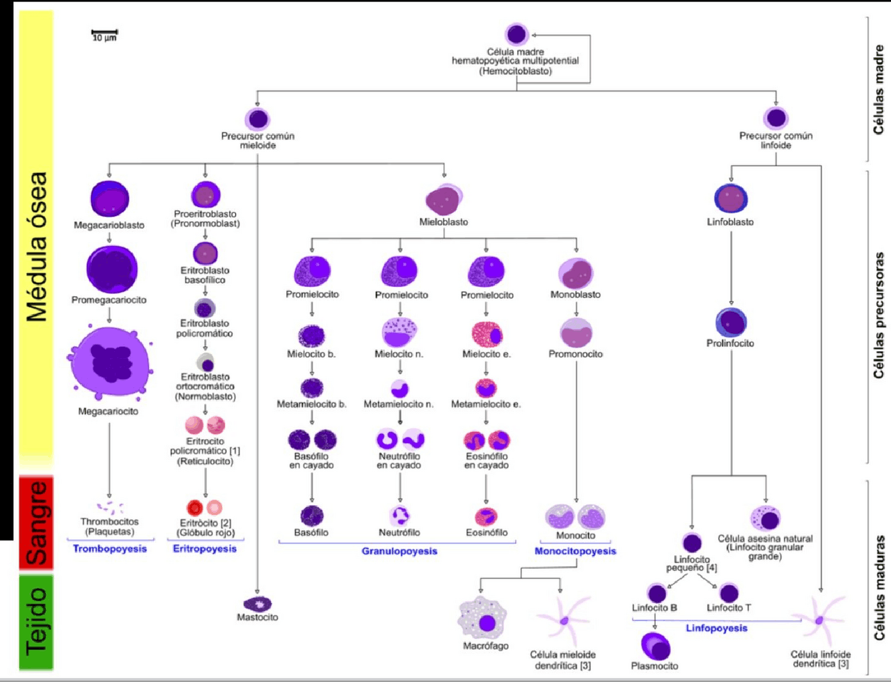 Hematopoyesis Celulas De La Sangre Apuntes De Química Docsity