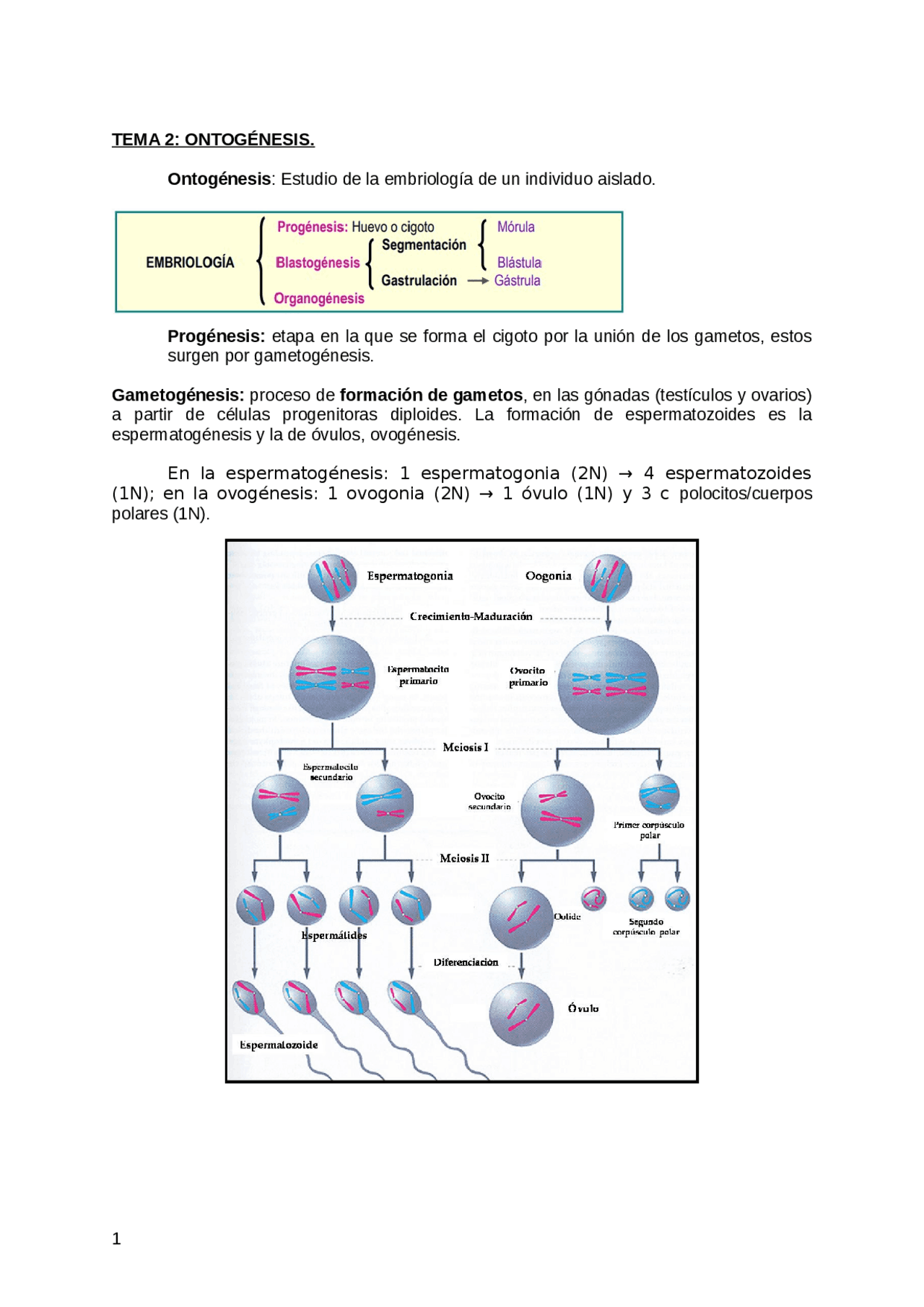 Embriología Y Anatomía I Apuntes De Embriología Docsity