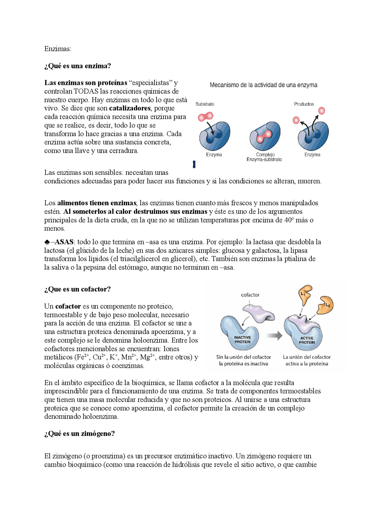Enzimas, coenzimas, cofactores y zimógenos | Apuntes de Biología ...