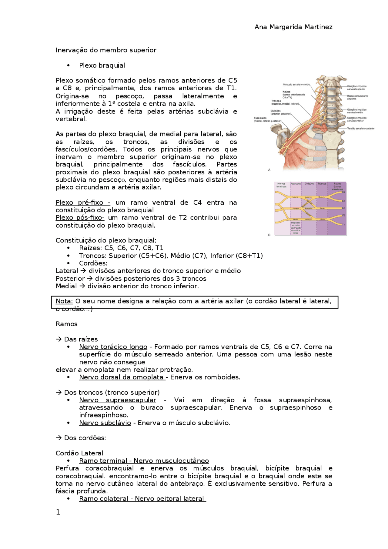 Inervação do membro superior | Resumos Anatomia | Docsity