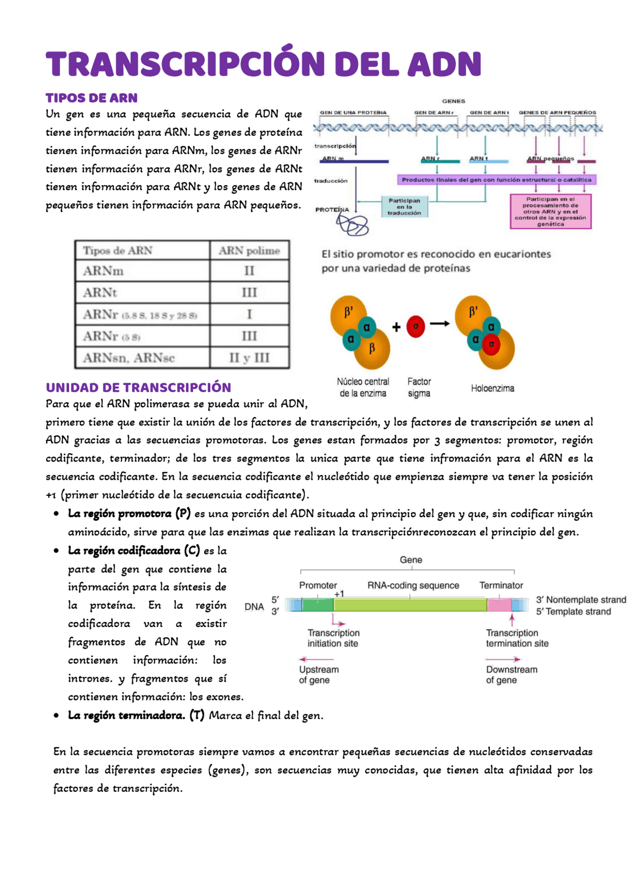 Transcripción del ADN | Esquemas y mapas conceptuales de Biología Celular y Molecular | Docsity