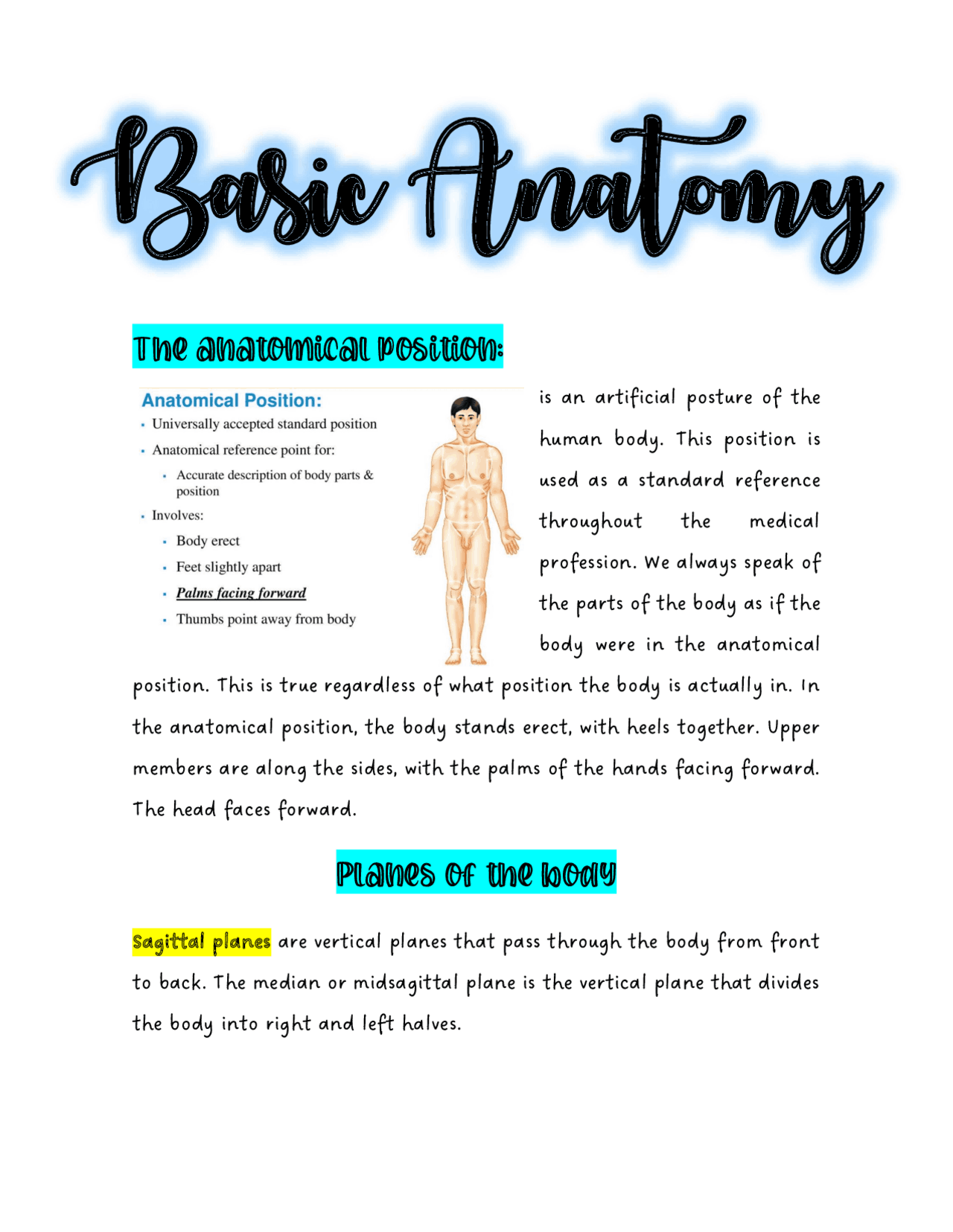 Basic And General Anatomy Resúmenes De Anatomía Docsity