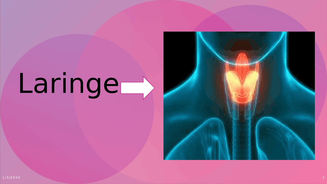 Laringe aparato respiratorio y digestivo | Resúmenes de Anatomía | Docsity