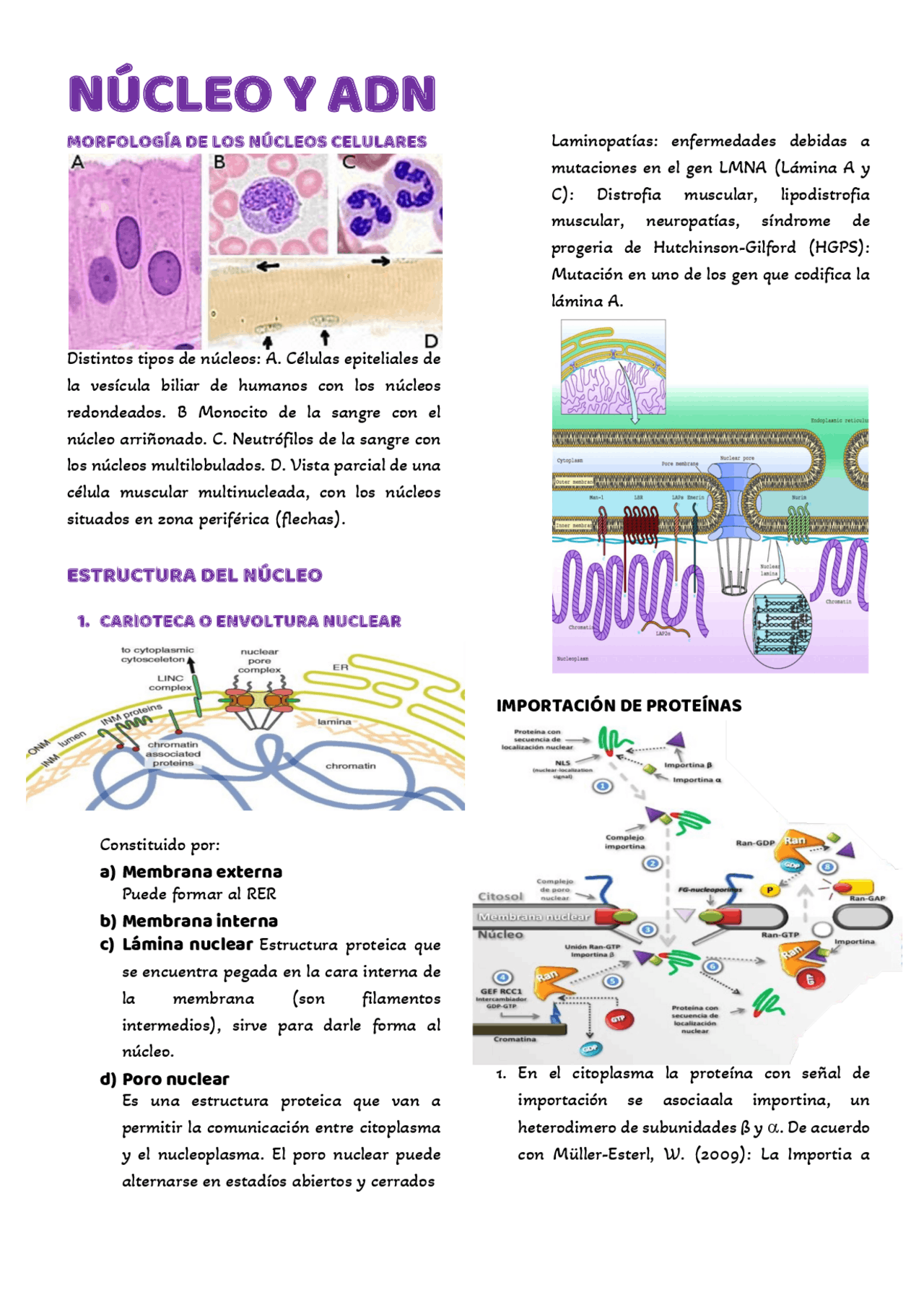 Núcleo y ADN-BIOLOGIA CELULAR Y MOLECULAR | Esquemas y mapas conceptuales de Biología Celular y ...
