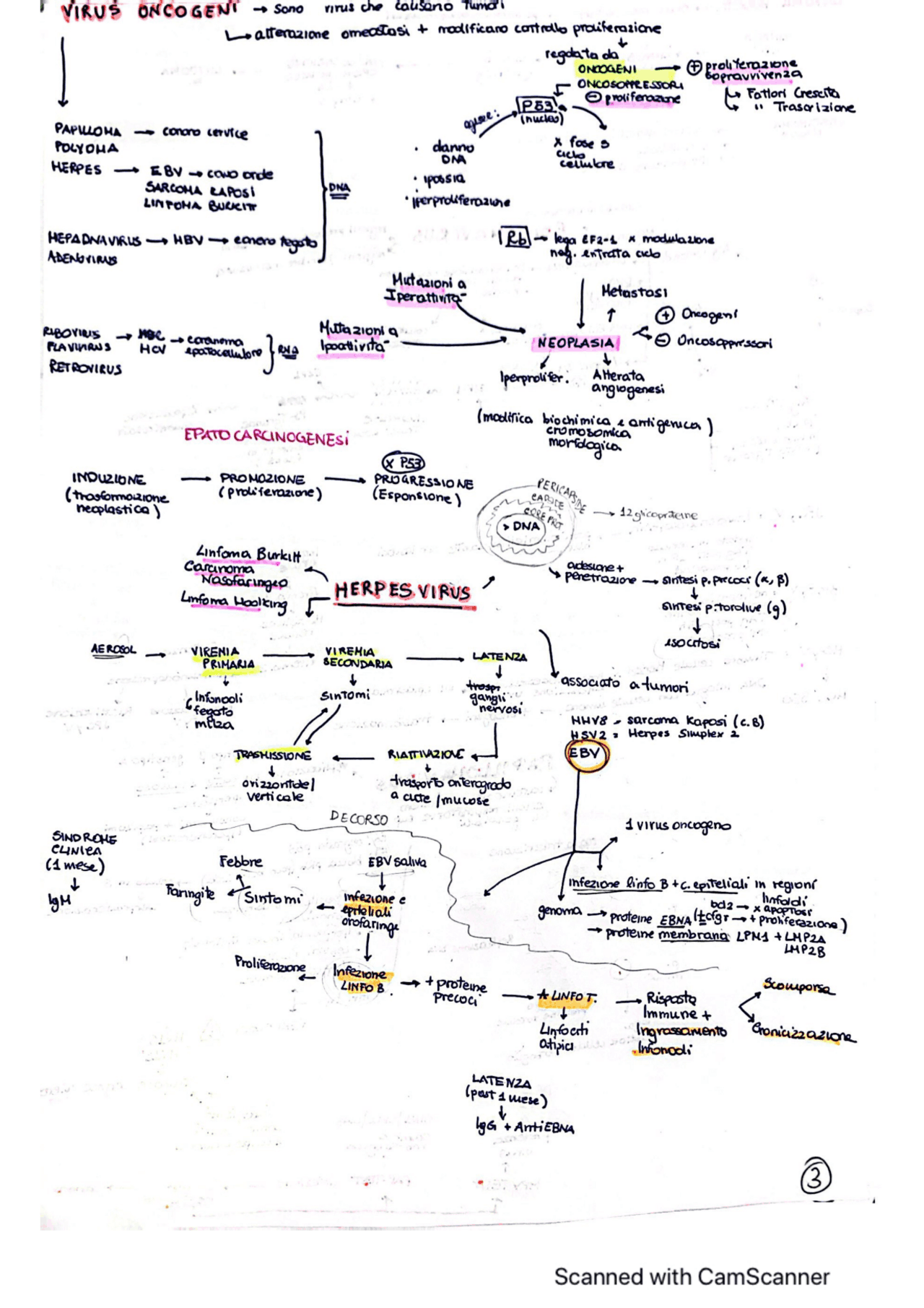 Schemi sui virus Oncogeni e le varie tipologie | Schemi e mappe ...