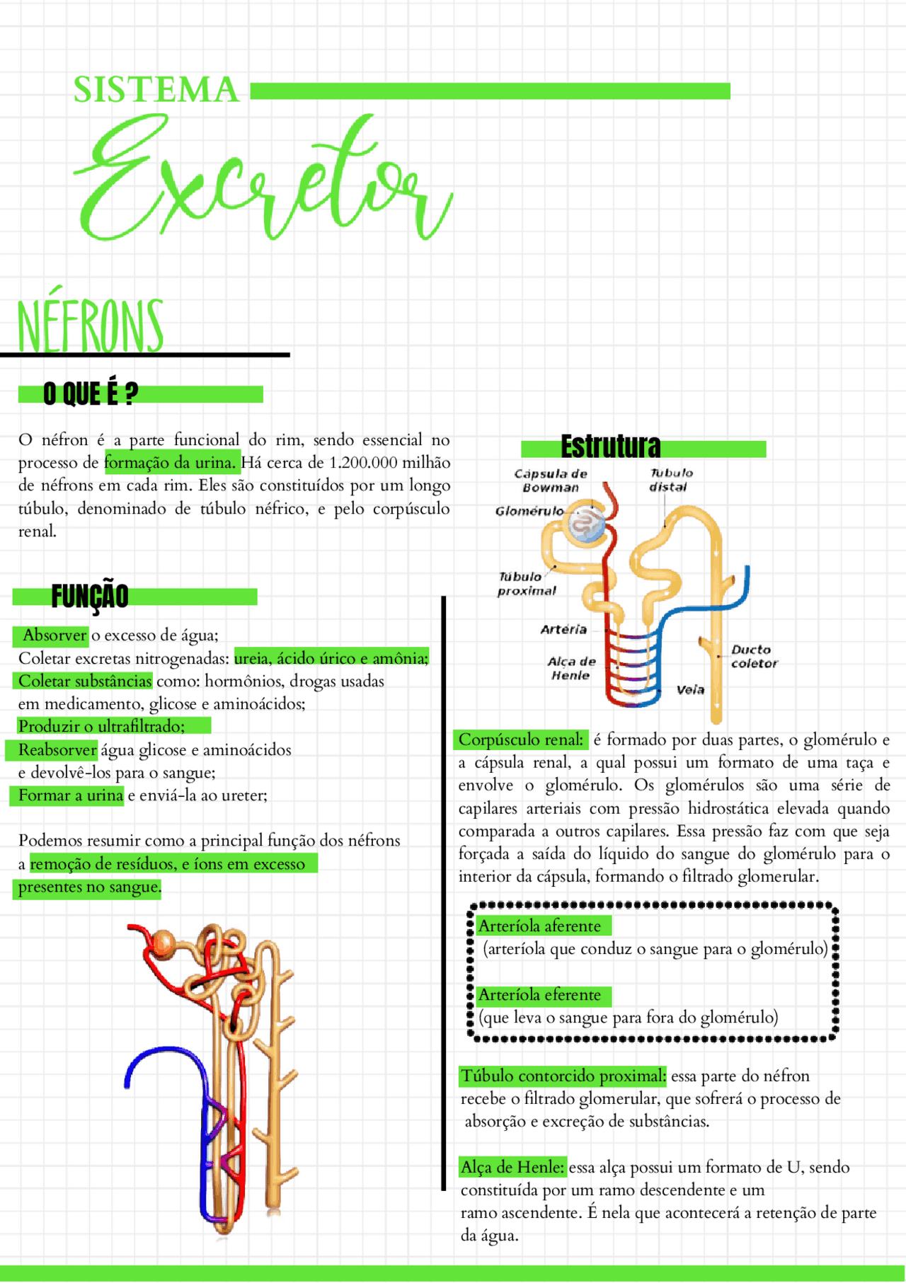 Estrutura Do Nefron Histologia Do Rim: Néfron, Glomérulo, Córtex E