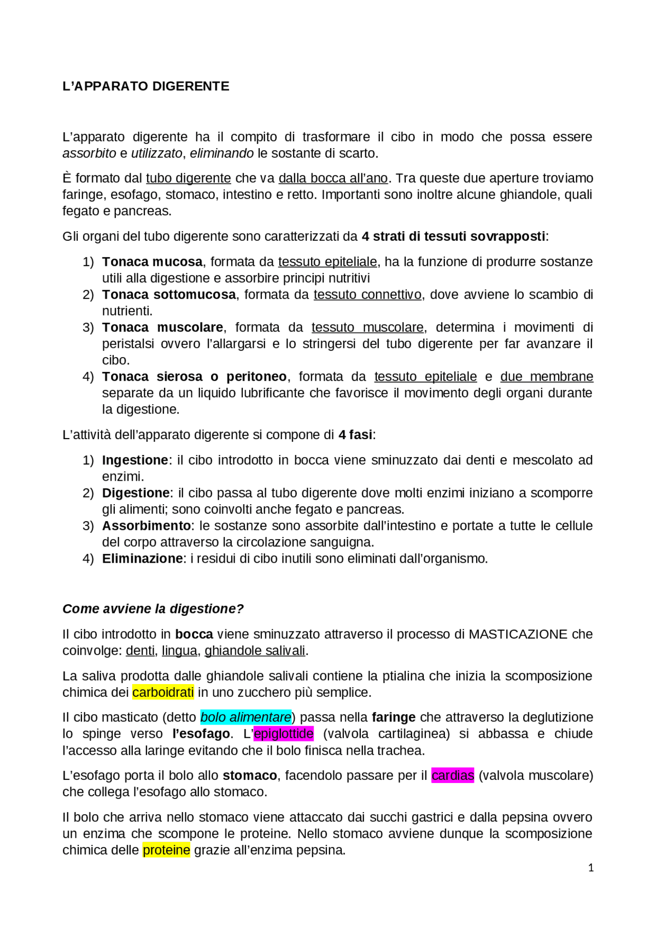 Lapparato Digerente Schemi E Mappe Concettuali Di Scienze Della