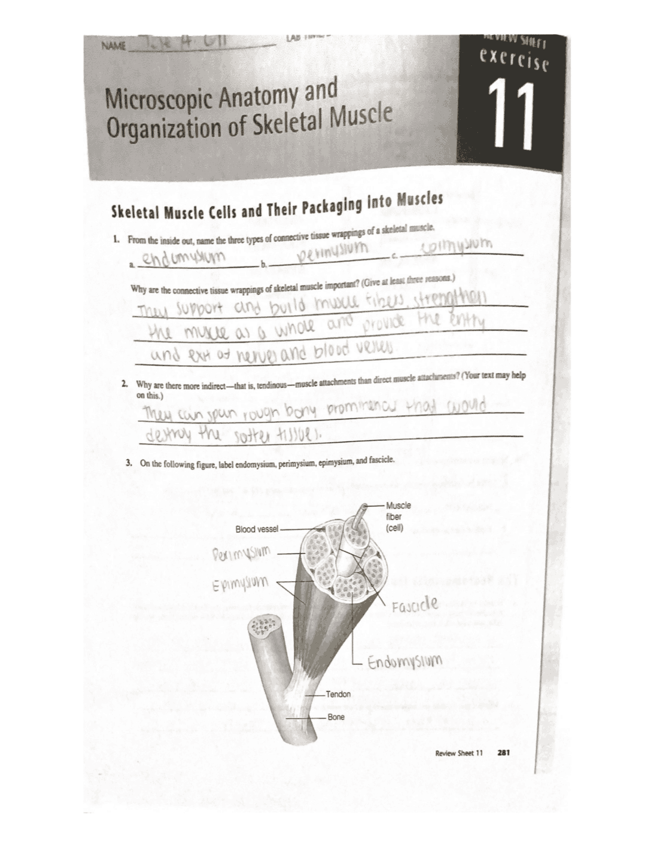 Anatomy laboratory chapter 12 | Exercises Anatomy | Docsity