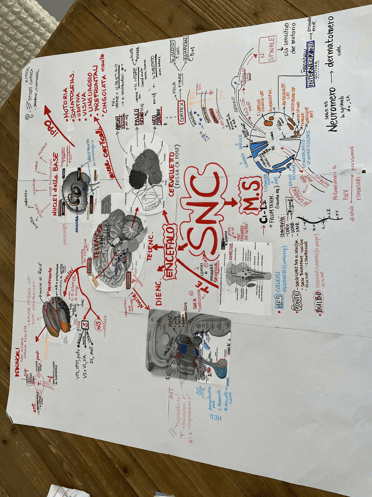 Schema Molto Semplice Di Ripasso Per Neuroanatomia Schemi E Mappe