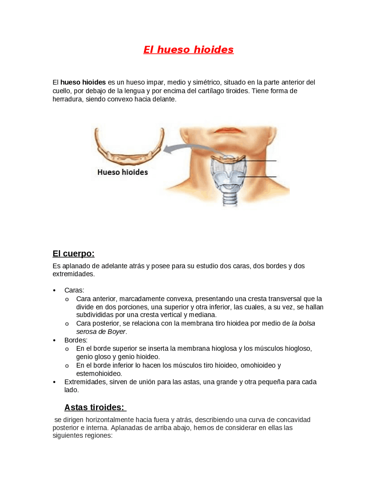 El hueso hioides es un hueso impar, medio, simétrico | Esquemas y mapas ...