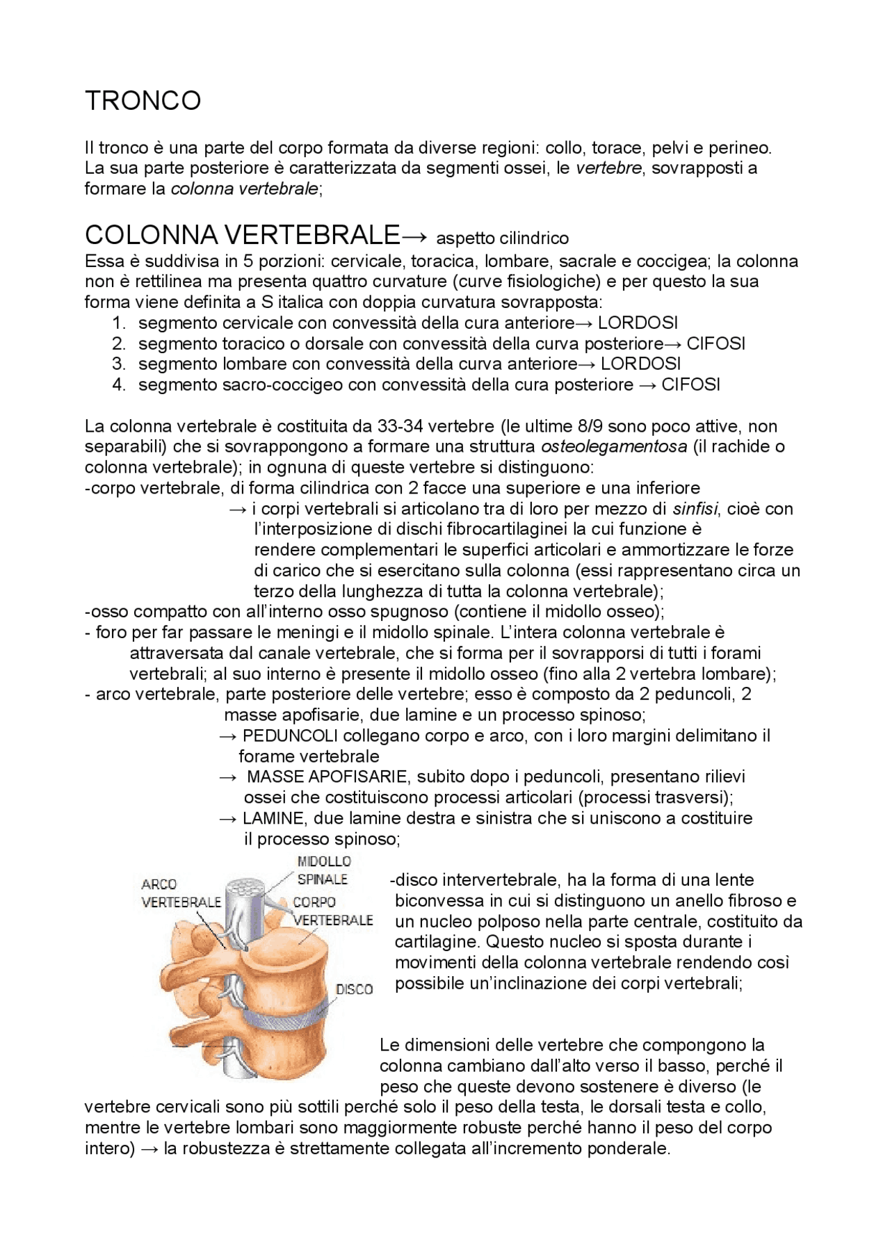 Appunti Anatomia Umana Scheletro Del Tronco Appunti Di Anatomia