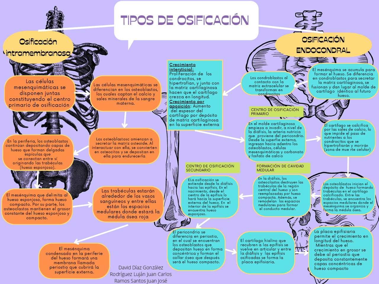Osificación Intramembranosa y Endocondral: Un Estudio Detallado del ...