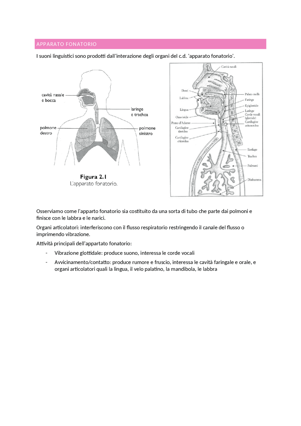 Concetti base Fonologia, Morfologia e Sintassi | Appunti di Linguistica | Docsity
