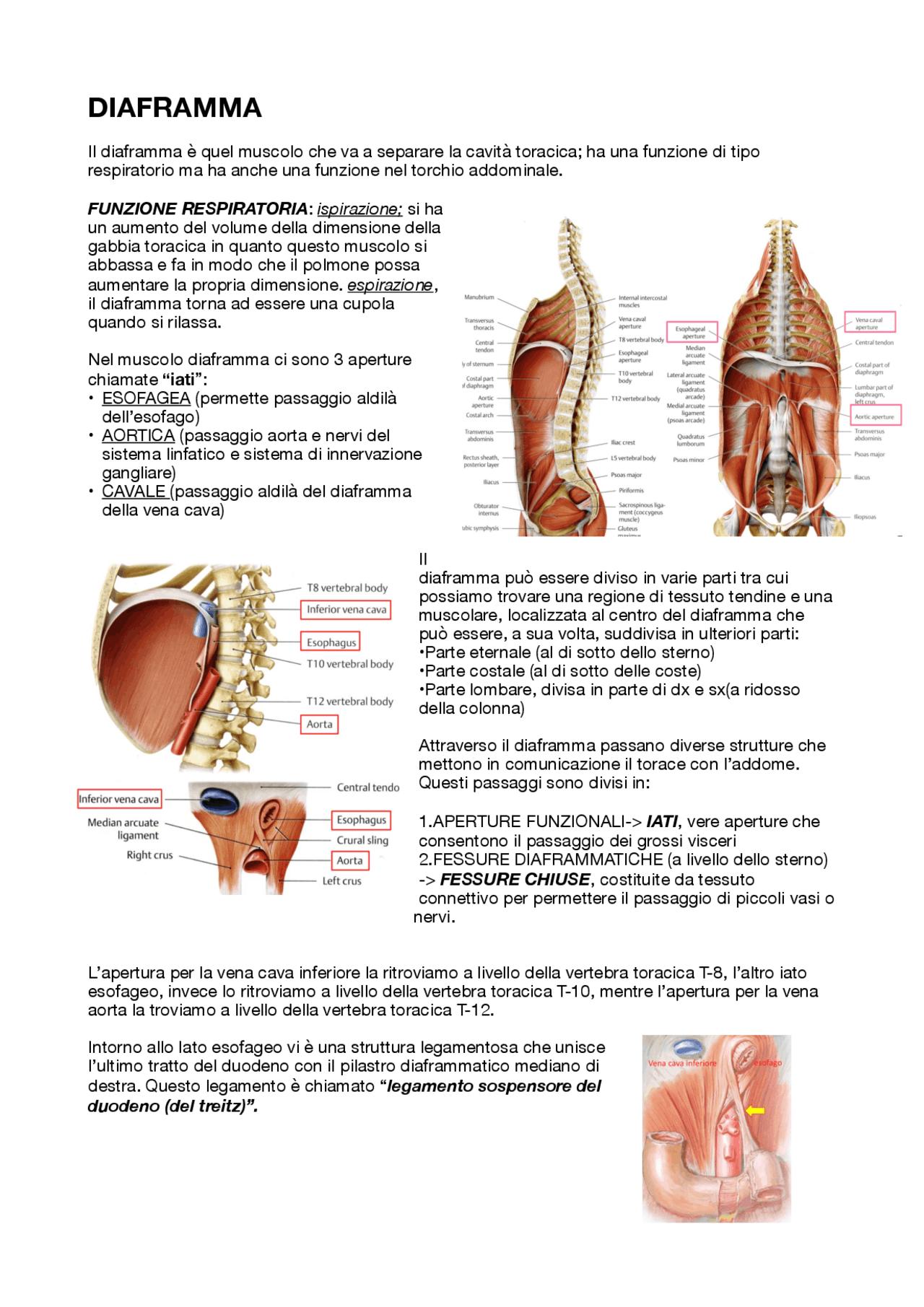 Diaframma E Parete Addominale Anatomia Schemi E Mappe Concettuali Di