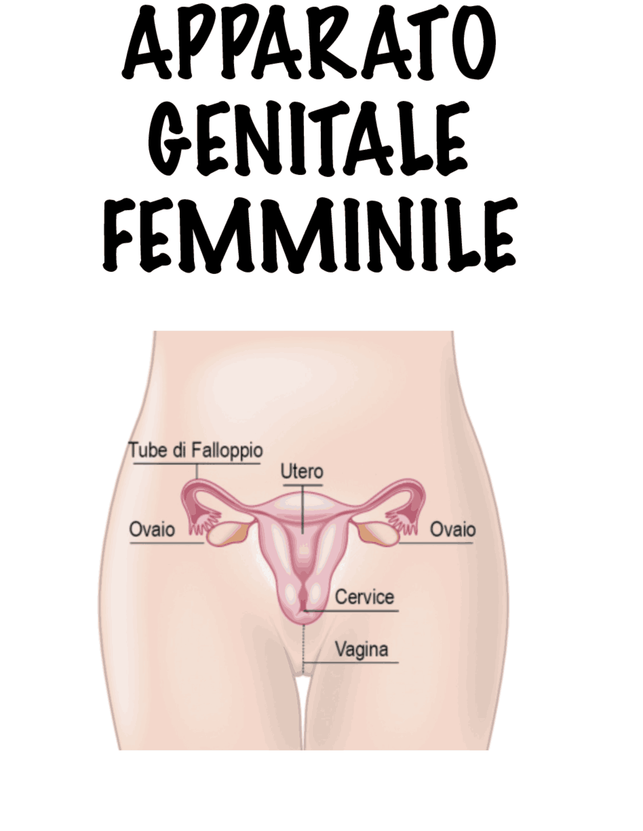 Apparato Genitale Femminile Schemi E Mappe Concettuali Di Anatomia