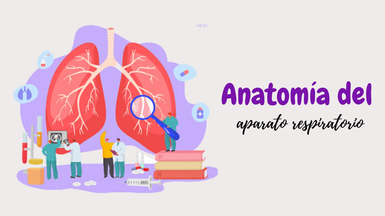 Anatomía Del Aparato Respiratorio Diapositivas De Anatomía Docsity