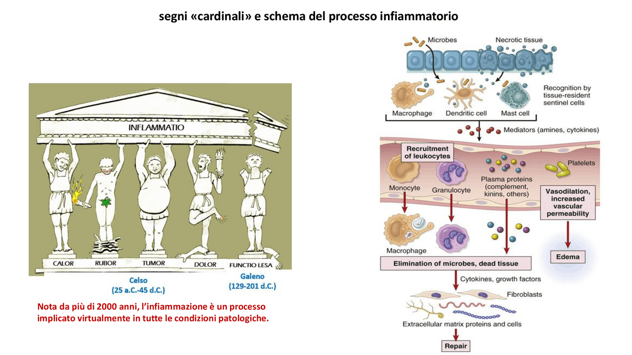 Immunologia riassunto infiammazione | Sintesi del corso di Immunologia ...