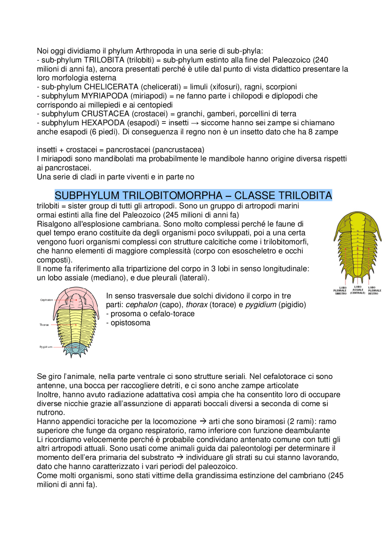 Artropodi: subphylum trilobitomorpha e subphylum chelicerati | Appunti ...