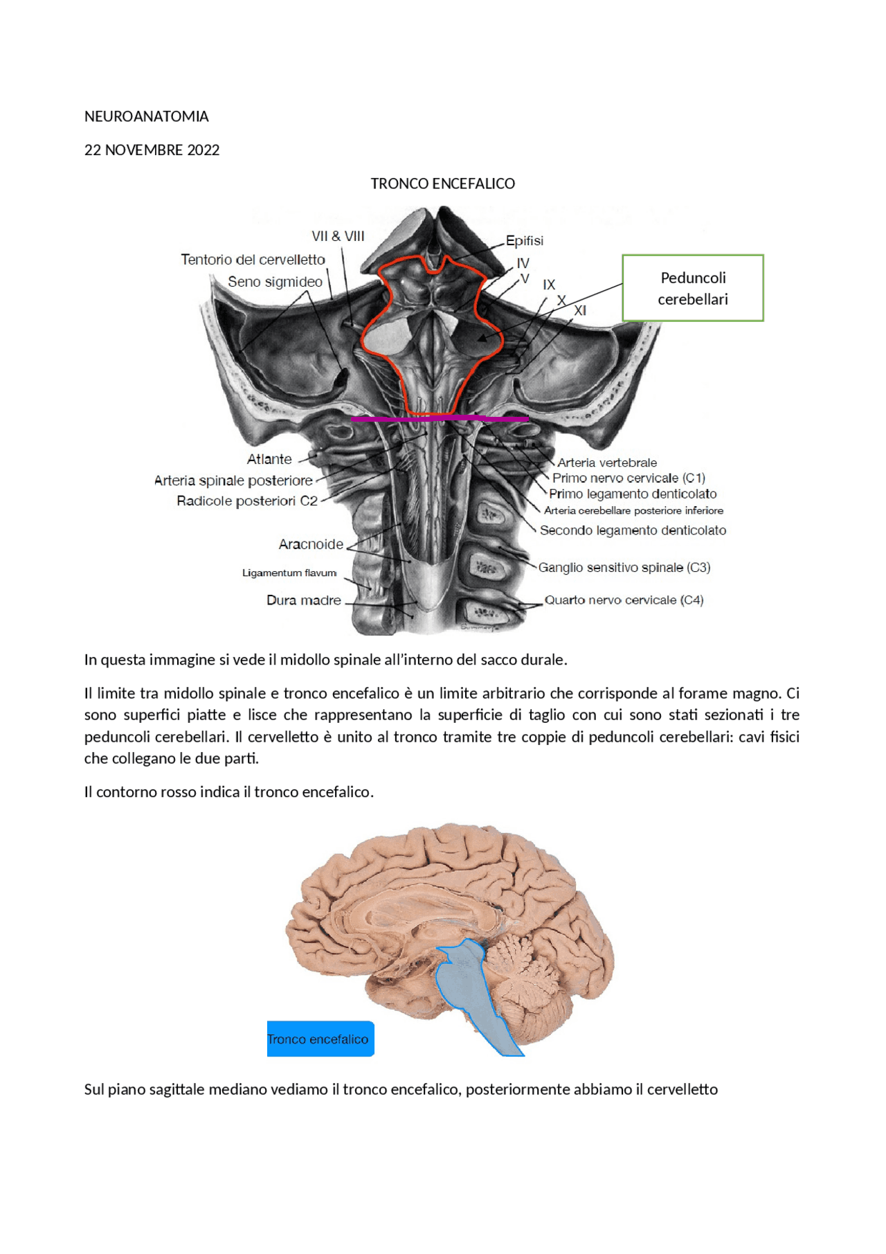Sbobina Sul Tronco Encefalico Sbobinature Di Neuroanatomia Docsity