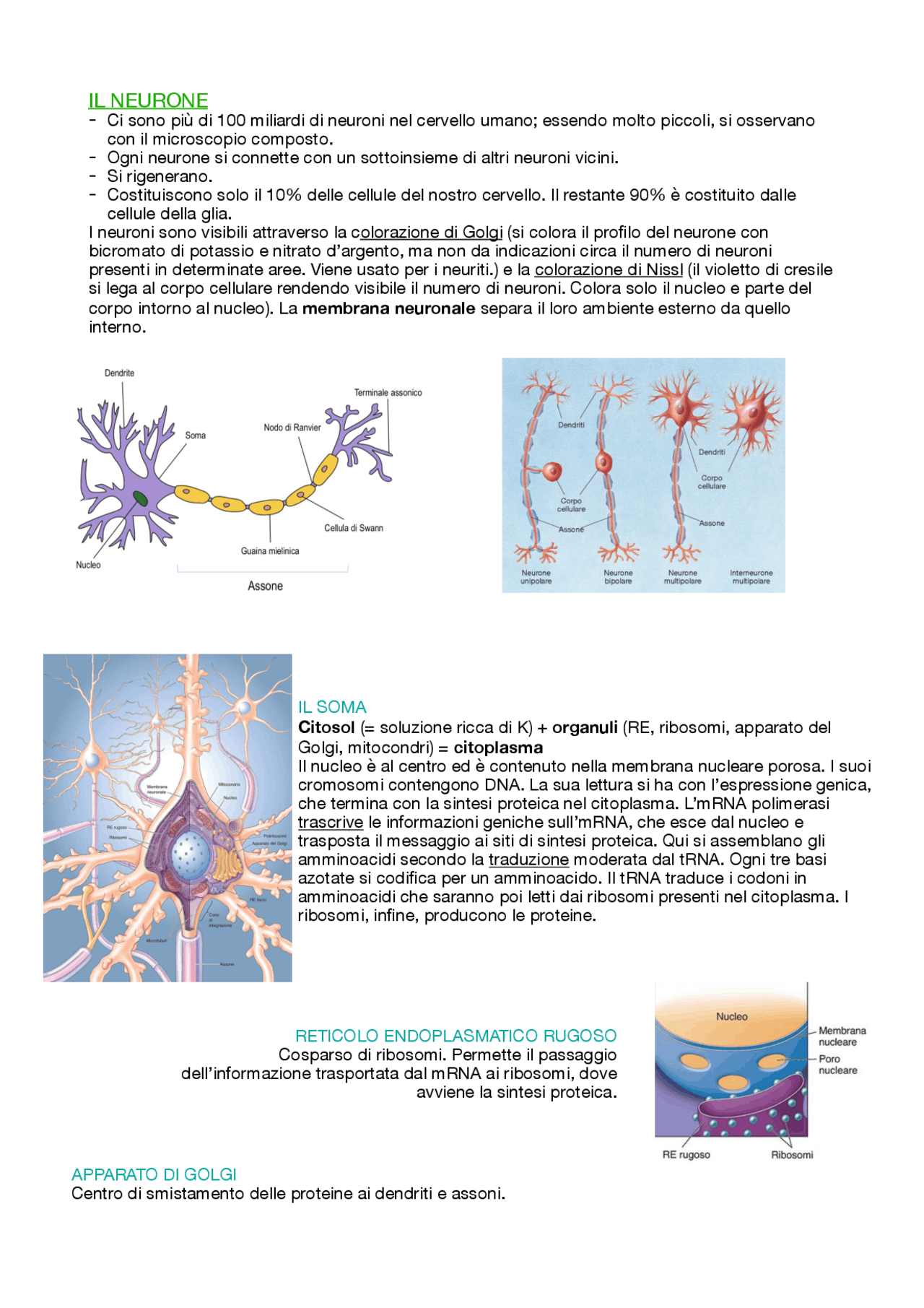 Schemi Basi Biologiche Del Comportamento Slide Di Psicobiologia Docsity