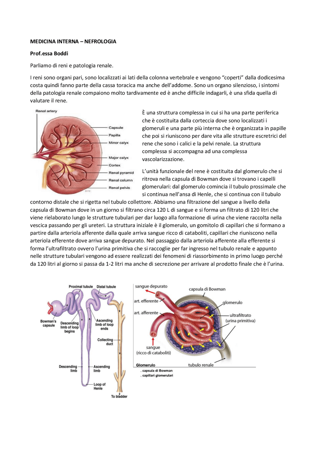 Rene: funzioni e principali patologie renali | Sbobinature di ...