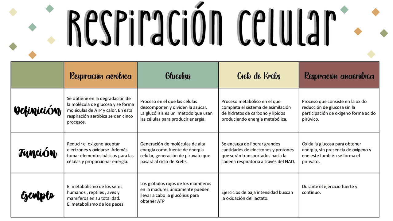 Cuadro Comparativo De Fotosíntesis Y Respiración Celular