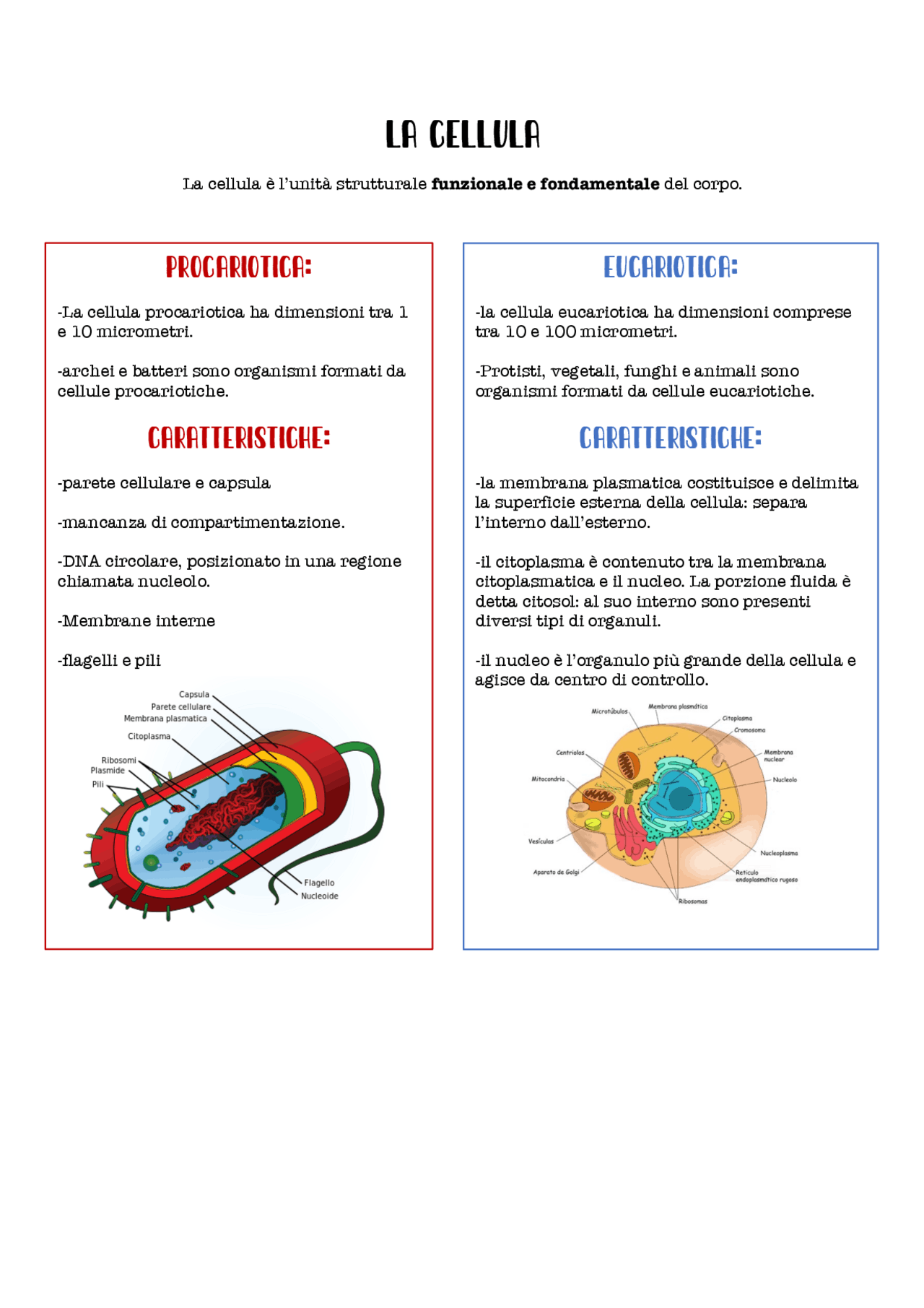 LA CELLULA ANIMALE E VEGETALE | Schemi e mappe concettuali di Biologia ...