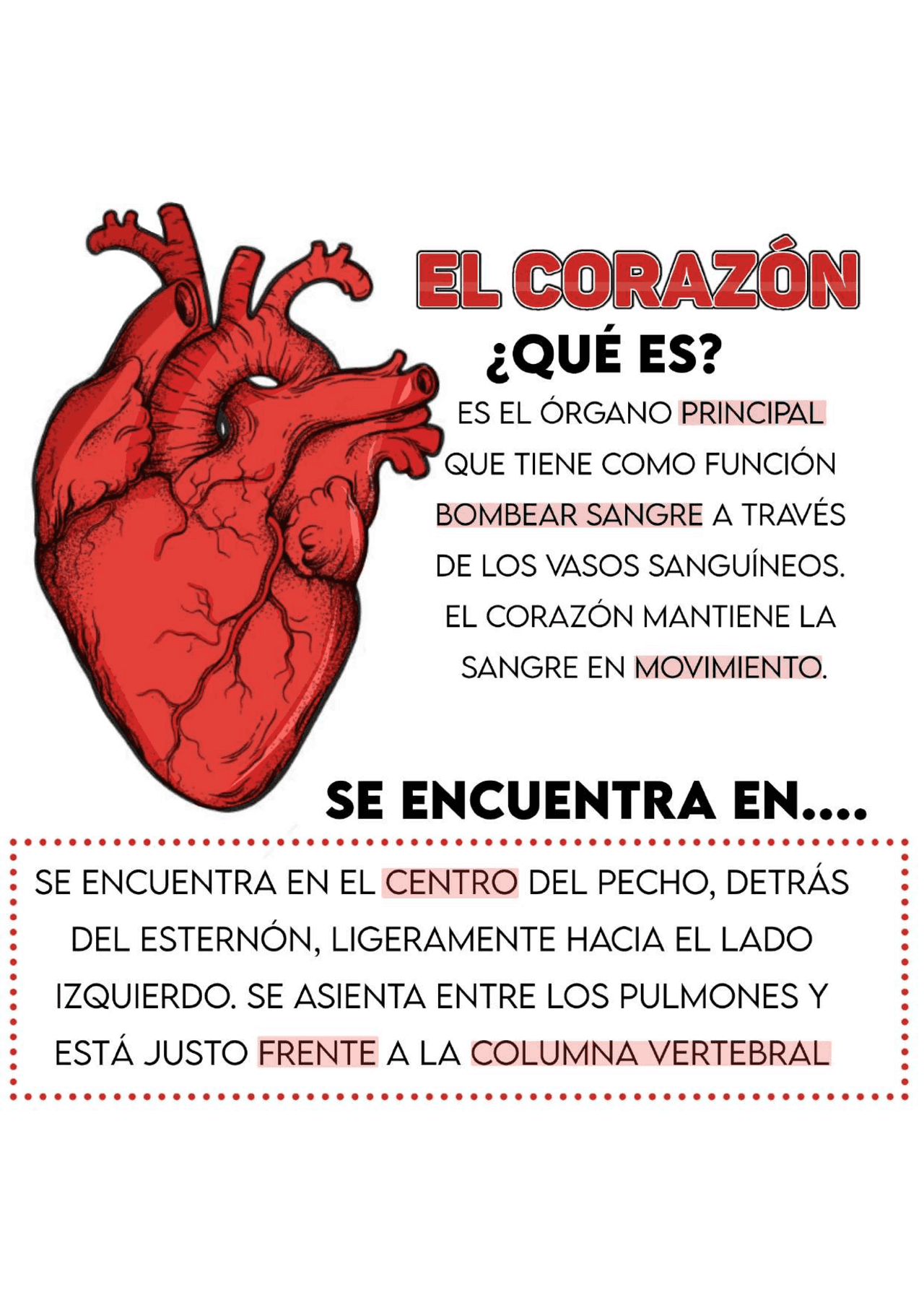 Apunte sobre el corazón | Apuntes de Anatomía Aplicada | Docsity