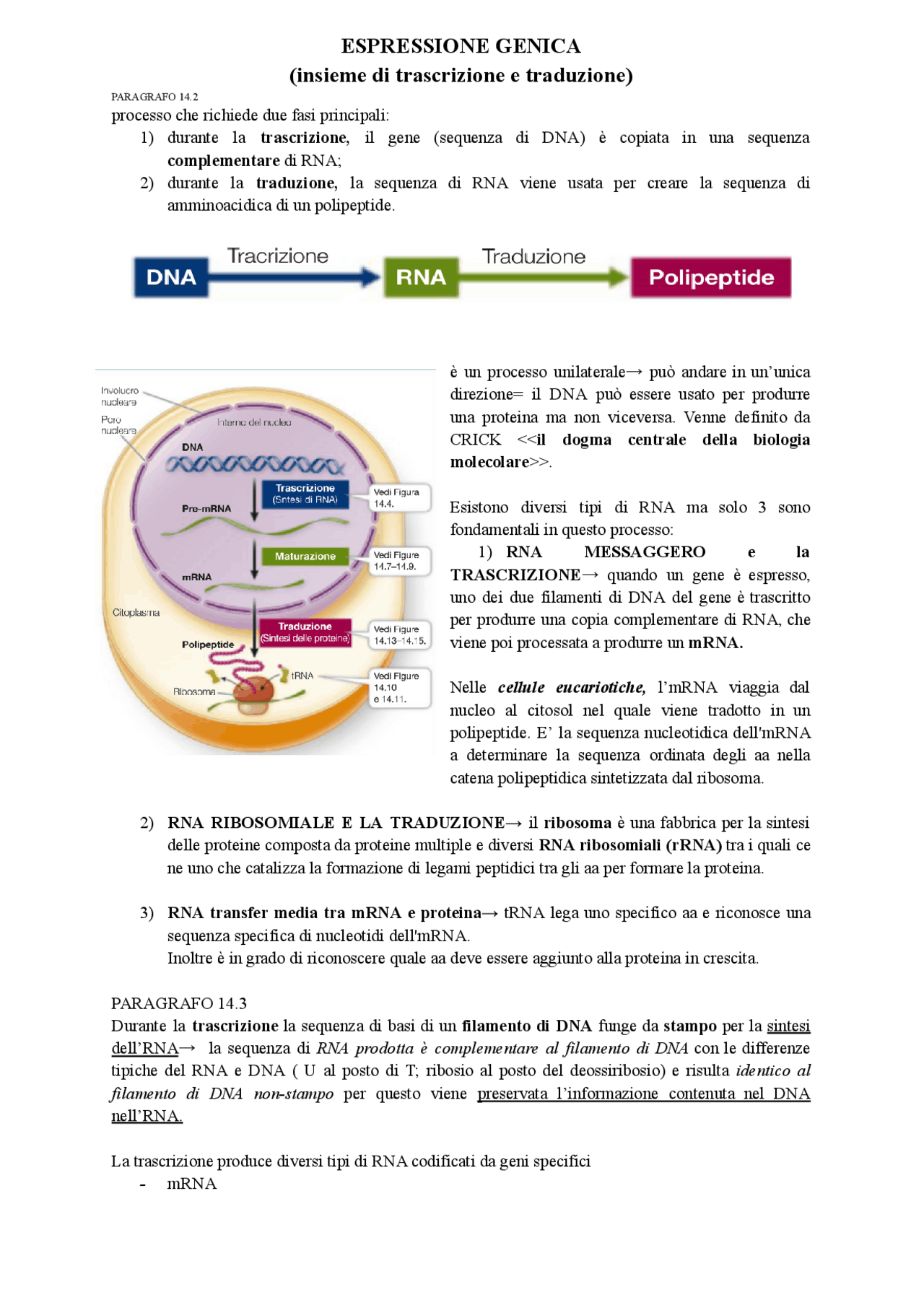 Espressione genica: trascrizione e traduzione | Appunti di Citologia | Docsity