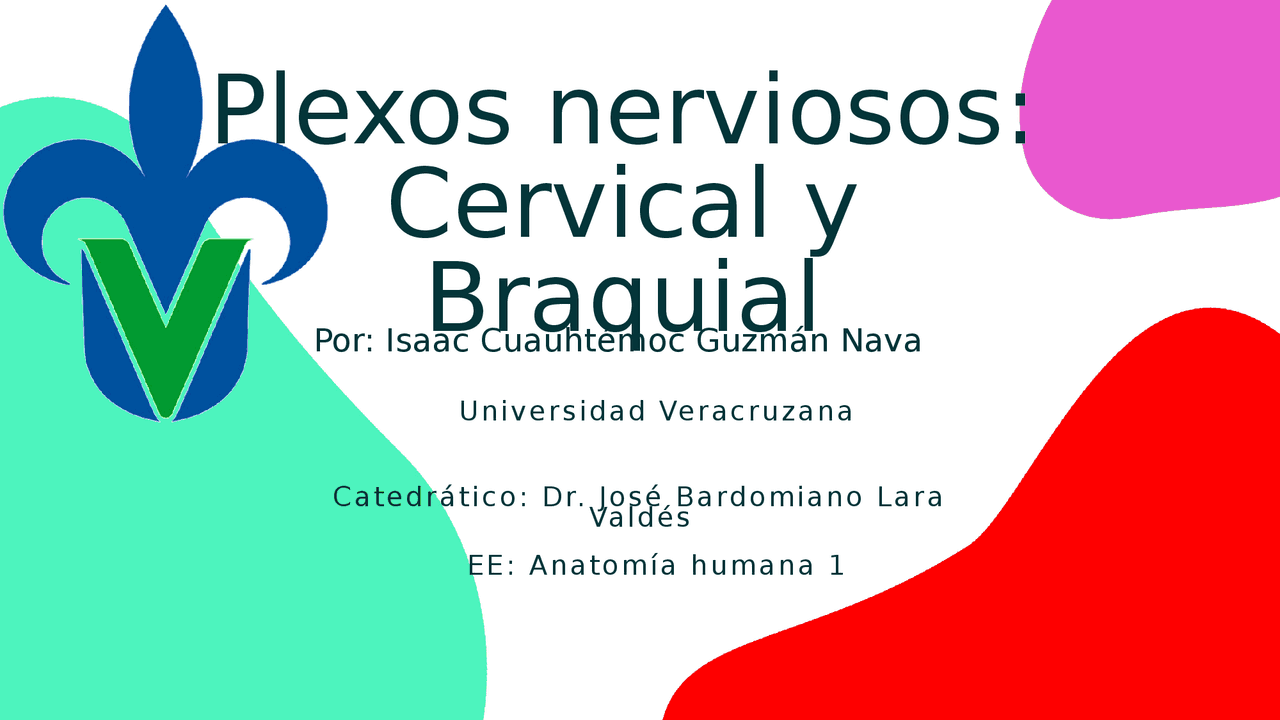 Plexo Cervical Neuroanatomía Diapositivas De Anatomía Docsity