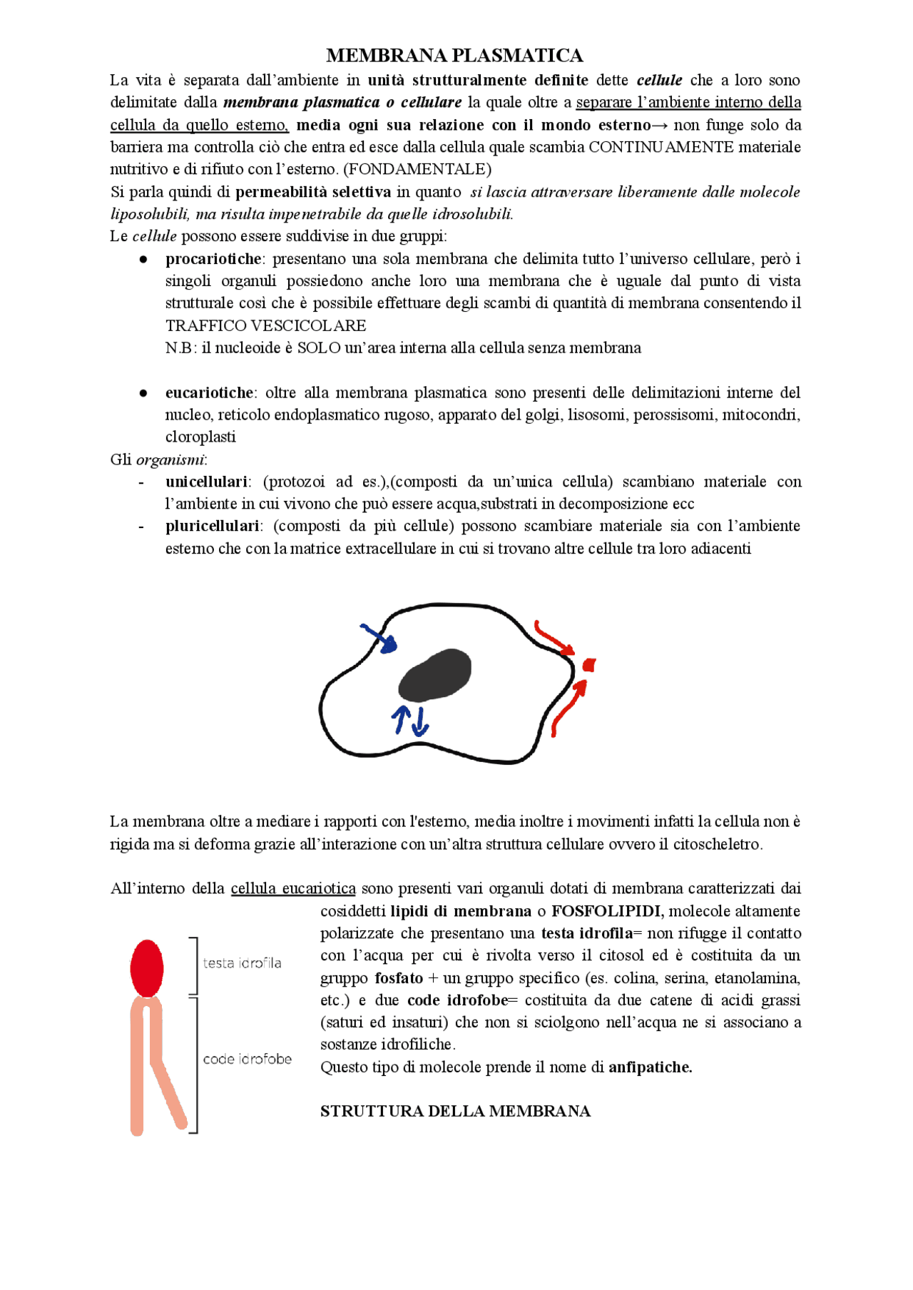 Membrana Plasmatica Appunti Di Citologia Docsity