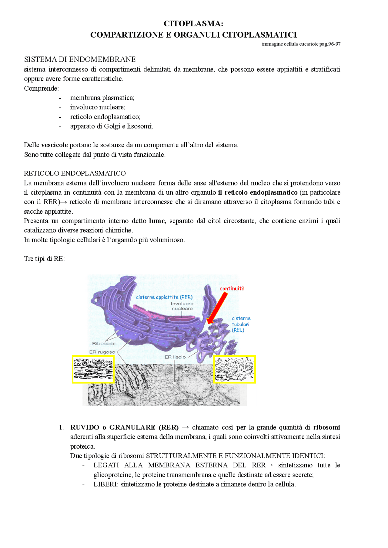 Reticolo endoplasmatico: rugoso e liscio. | Appunti di Citologia | Docsity
