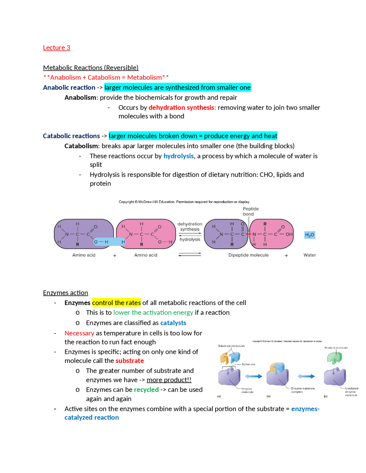 Intro to Metabolic Reactions | Study notes Biology | Docsity