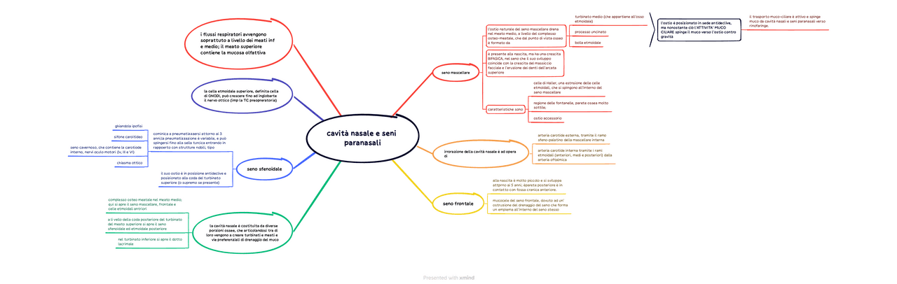 Fisiologia e anatomia seni paranasali e cavità nasale | Schemi e mappe ...