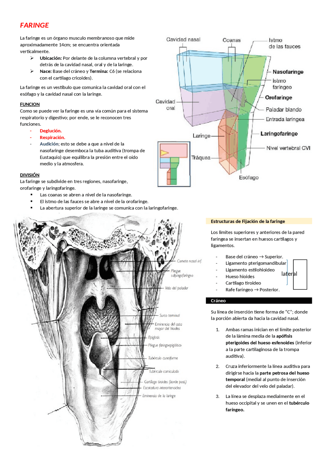 Anatomía De La Faringe Apuntes De Medicina Docsity