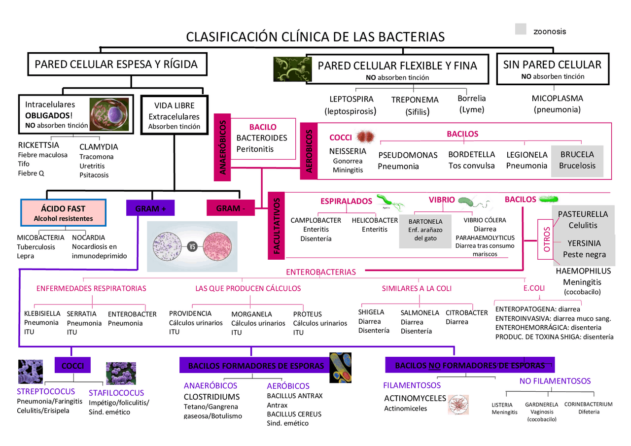 Clasificación Clínica De Las Bacterias Esquemas Y Mapas Conceptuales