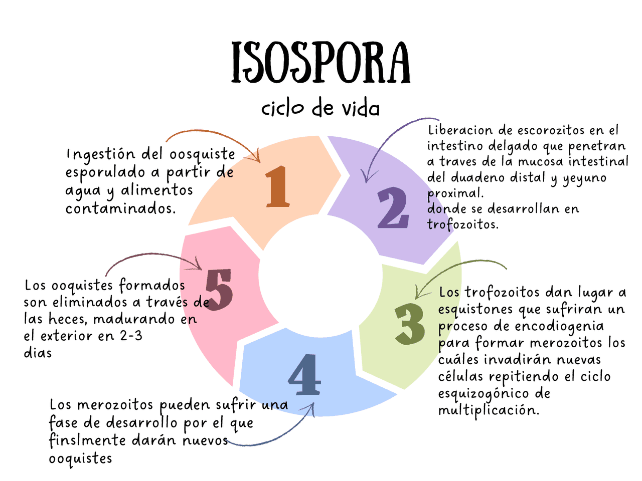 Isospora ciclo biologico | Esquemas y mapas conceptuales de ...