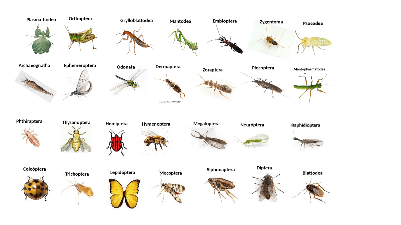 Ordenes de Insectos en la naturaleza Archaeognatha hasta Zoraptera como ...