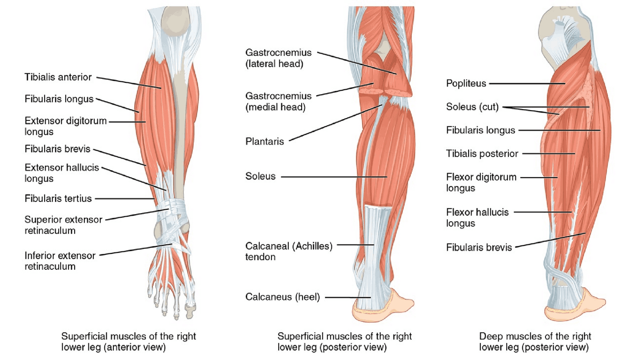Músculos de la pierna derecha | Diapositivas de Anatomía Aplicada | Docsity