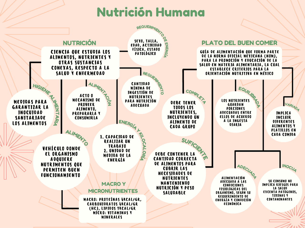 Nutrición Humana Características | Esquemas y mapas conceptuales de ...